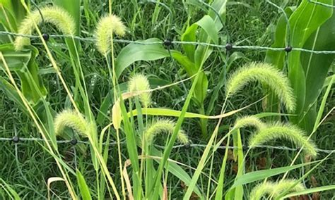 Foxtail