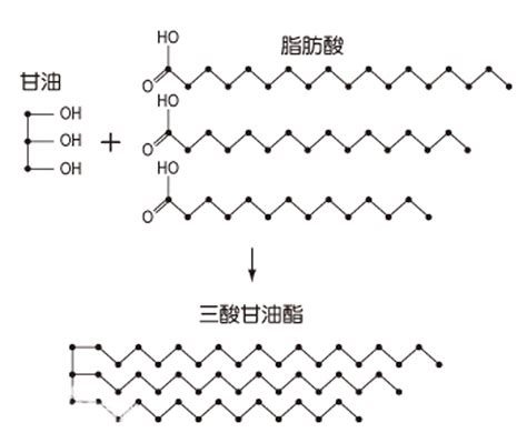 脂肪酸的分类与作用