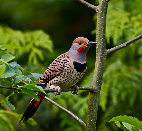 Alabama State Bird Northern Flicker