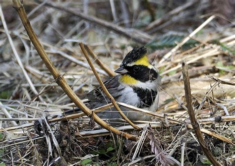 ミヤマホオジロ冬鳥 東西南北野鳥日記Ⅲ
