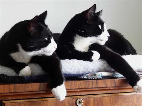 Why Do So Many Cats Have White Paws