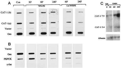 Time Course Of Partial Hepatectomy On The Transcription And Mrna Download Scientific Diagram