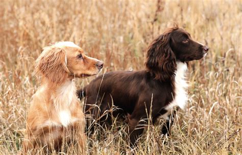The English Cocker Renaissance Garden And Gun