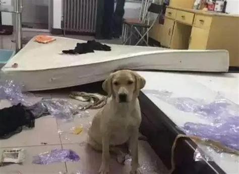 拉布拉多犬作為世界上最流行的犬，究竟有什麼特殊的地方？ 每日頭條