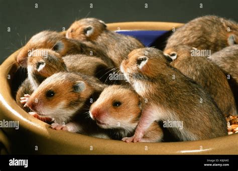 Golden Syrian Hamster Hamsters Mesocricetus Auratus Litter Ten 1 Hi Res