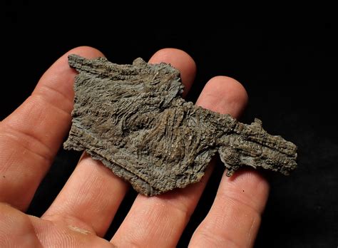 Fossil Crinoid Stems With Partial 3d Head 84 Mm Jurassic Coast Fossils