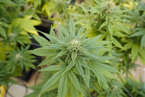 El Cultivo De Cannabis Ya Suma 25 Proyectos De Id A Nivel Nacional