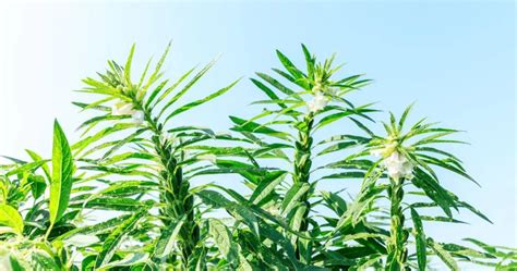 ដំណាំគម្របដី នាទីកសិកម្ម Kaksekam Time