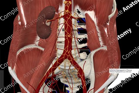 Inferior Hypogastric Plexus Complete Anatomy