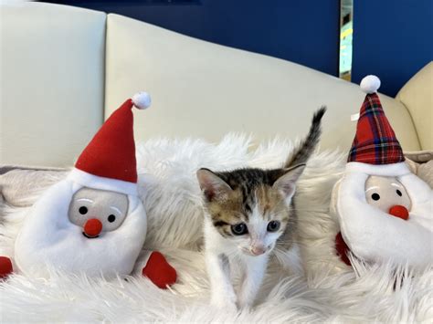 코리안숏헤어 삼색이 노르웨이숲성격 데본렉스성격 뱅갈성격 샴성격 셀커크렉스성격 스핑크스성격 아메리칸숏헤어성격 아메리칸컬성격 아비시니안성격 엑조틱성격 터키시앙고라성격 페르시안