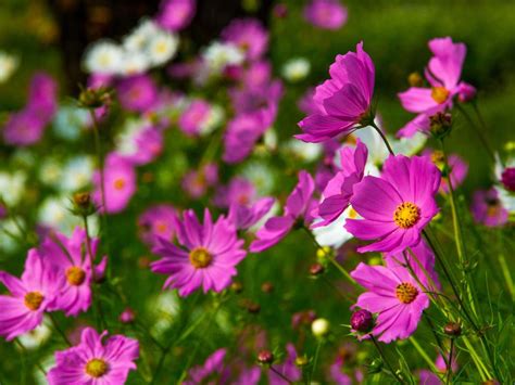 Nude Teens Treat By Flowers Telegraph