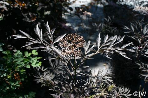 Sambucus Nigra Black Lace California Flora Nursery