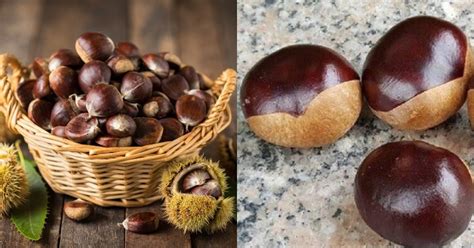 밤 아닙니다… 먹었다가는 정말 큰일이 날 수 있습니다 죽을 수도 있어요 사진 위키트리