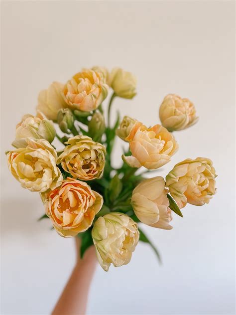 Tulip Charming Beauty Floralie Flower Farm