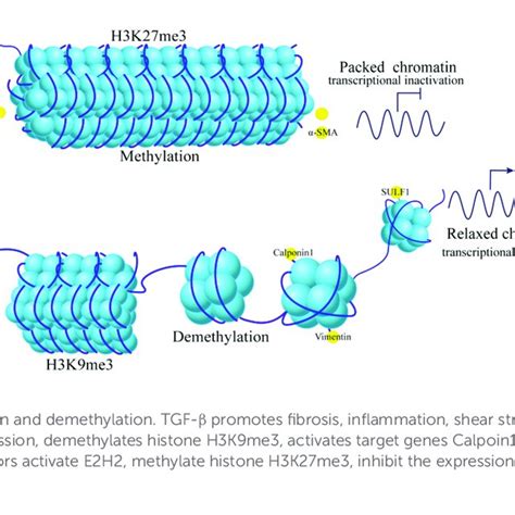 Epigenetic Regulation Of Histone Acetylation And Deacetylation In