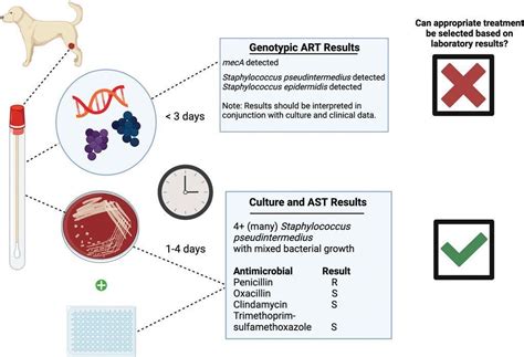 Genotypic Or Phenotypic Antimicrobial Testing Which Is More Appropriate Microbiology Section