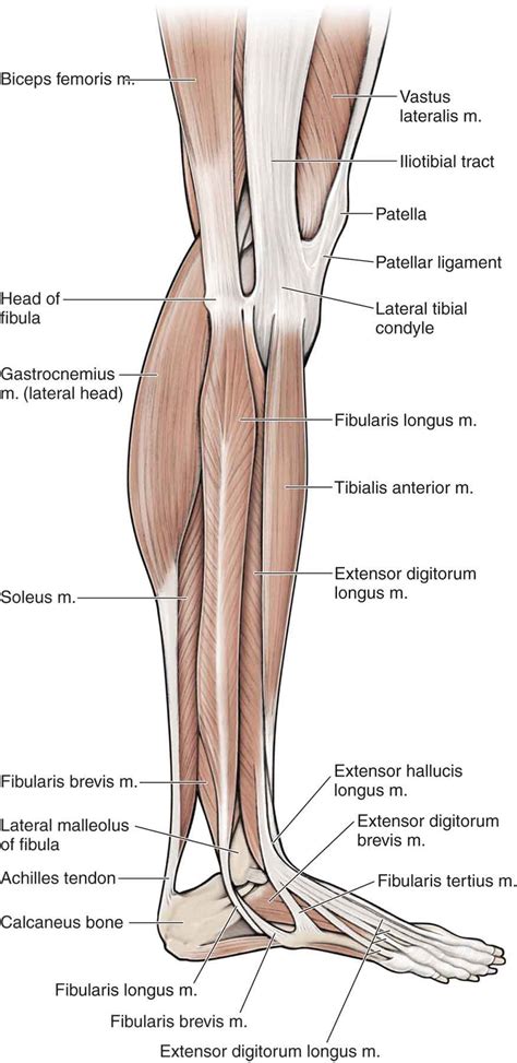 Lower Leg Ankle And Foot Musculoskeletal Key