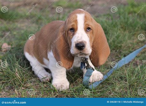 Chiot De Basset Hound Photo Stock Image Du Accouplement 34638118
