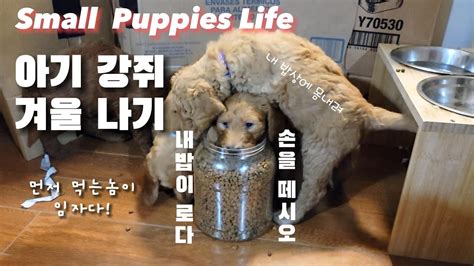 스탠다드 푸들and골든두들 아기 강쥐 겨울나기🌺💐🌸🌼😝😜🤪😍 Youtube