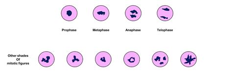 Histopathological Biomarker Extraction By Computer Vision By Minh Khang Le Medium