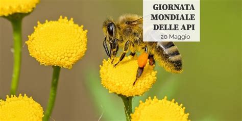Dobbiamo salvare le Api perché