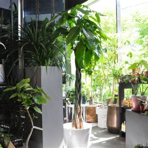 京都府京都市山科区の花屋 ちきりやガーデンにフラワーギフトはお任せください。｜当店は、安心と信頼の花キューピット加盟店です。｜花キューピットタウン