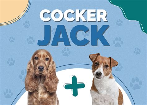 Cocker Jack Cocker Spaniel And Jack Russell Terrier Mix Info Pictures