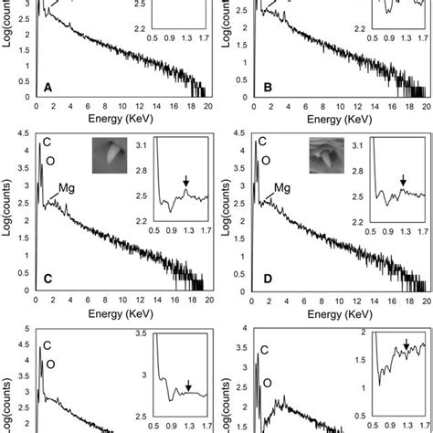 Representative Spectra On Logarithmic Scale From X Ray Energy