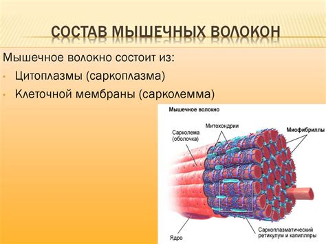 Механизмы сокращения и расслабление мышц Online Presentation