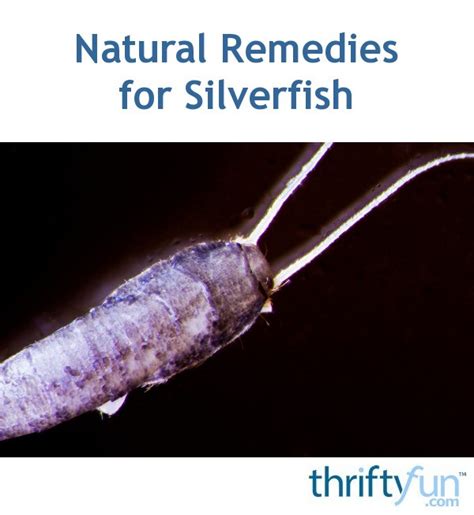 Natural Remedies For Silverfish Thriftyfun