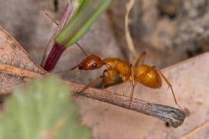 How To Get Rid Of Carpenter Ants In Trees Gardening Dream