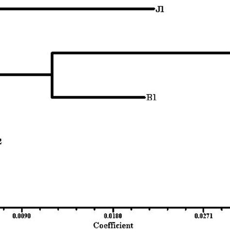 Neighbor Joining Tree Based On Pairwise Neis Genetic Distance
