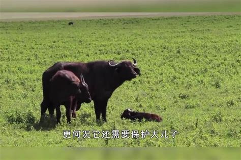 鬣狗盯上水牛幼崽！牛妈妈拼命守护，最终能否逃出升天
