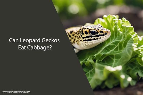 Can Leopard Geckos Eat Cabbage? | A Comprehensive Guide