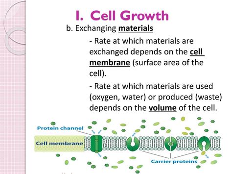 Ppt Chapter 10 Cell Growth And Division Powerpoint Presentation Free
