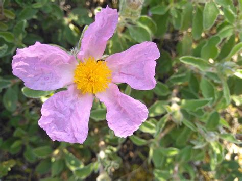 Flower Cistus Rose Crumpled Free Photo On Pixabay Pixabay