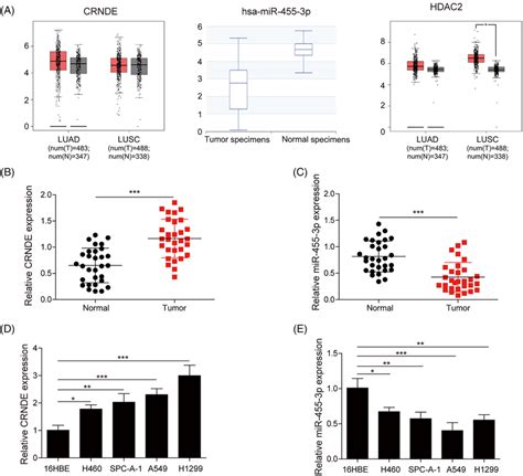CRNDE Was Upregulated In NSCLC Tissues While MiR4553p Was