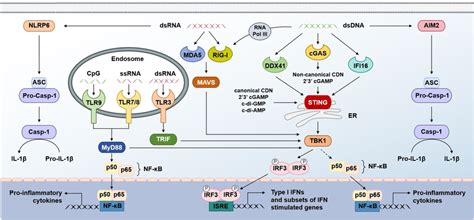 Nas‐specific Prrs And Their Downstream Signaling Pathways Download