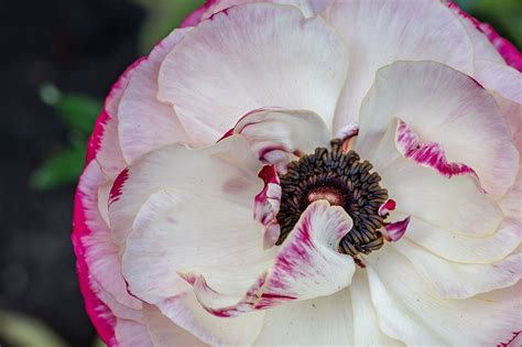 꽃 핑크 라넌큘러스 식물 Pixabay의 무료 사진 Pixabay