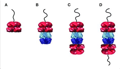 Structural Models Of ClpA And ClpAP Complex In Various States Of