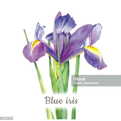 흰색 바탕에 어두운 파란색과 보라색 꽃잎과 홍 채의 식물 수채화 그림 웹 디자인 다 원 기록 법 이나 섬유에 사용 될 수 있습니다 0명에 대한 스톡 벡터 아트 및 기타