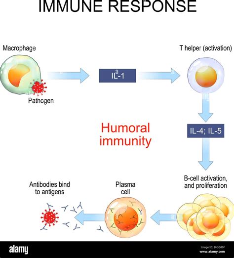 B Cell Activation Stock Vector Images Alamy