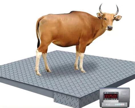 Stainless Steel Precision Weighing Scale The Best Price In Uganda