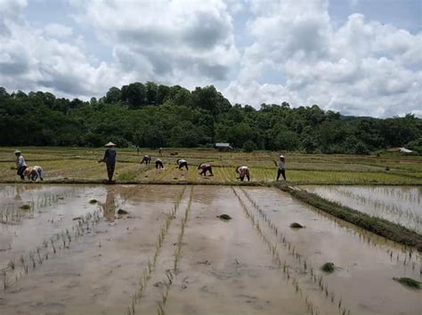 မယ်စဲ့မြို့နယ်၌ စိုက်ပျိုးနည်းစနစ် မှန်ကန်စေရေး စပါးစိုက်ပျိုးခြင်း လက