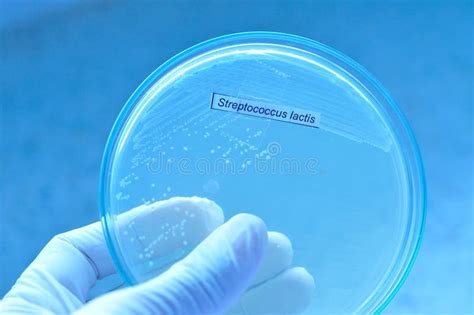 Microbiology Laboratory Test Stock Image Image Of Microorganisms