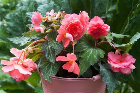 Begonia Tuberosa Consejos Para Mi Huerto