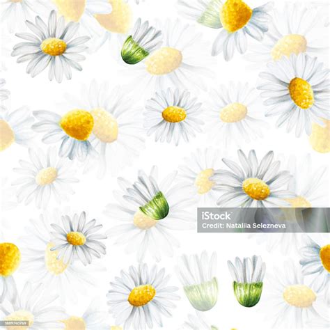 흰색 배경에 고립 된 흰색 데이지 꽃 그림과 함께 수채화 완벽 한 패턴입니다 카모마일 아름다움 제품과 식물학 세트 미용 및 약의 세부사항 디자이너 스파 장식 엽서 포장지