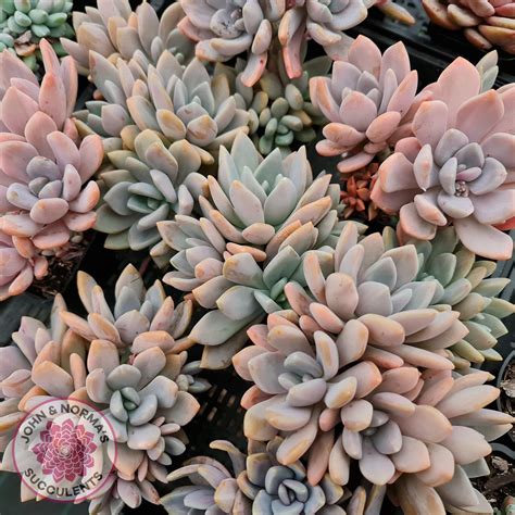 Graptophytum Supreme John And Norma S Succulents John And Norma S