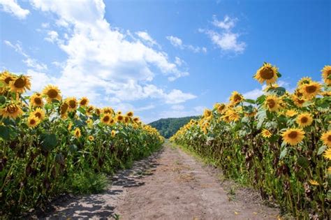 空に向いて咲くひまわりの無料写真素材 Id 4920｜ぱくたそ