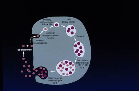 Chlamydia Flashcards Quizlet